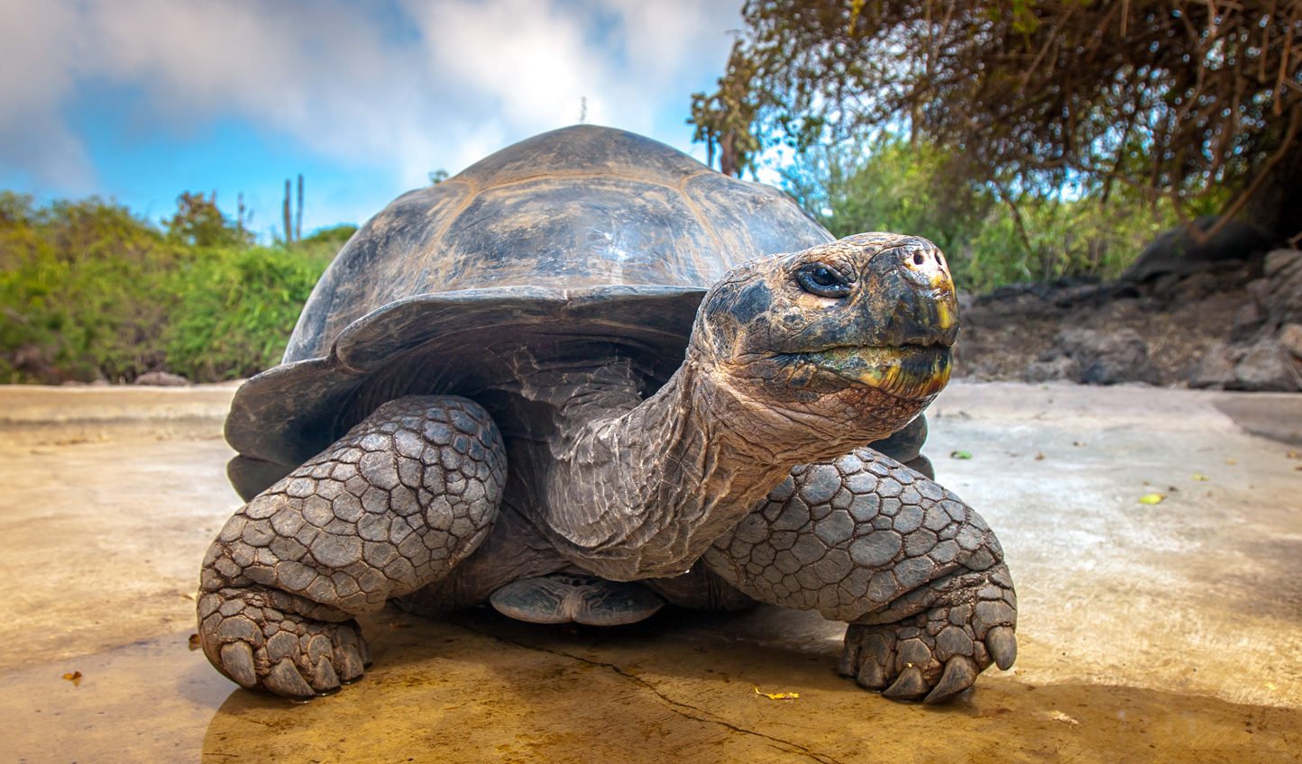 The Galápagos Islands: A Nature-Fuelled Discovery | Black Tomato